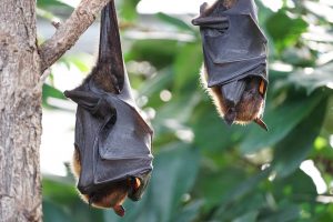 Ecosistema aéreo - Ecosistema